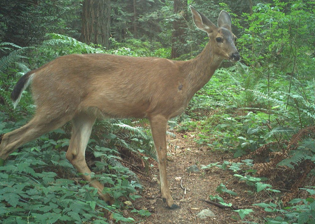 Get to Know Campus Wildlife - The Campus Resident